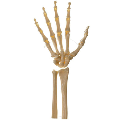 SOMSO Anatomy Models | Artificial Bone Models – Tagged "Arm and Hand ...