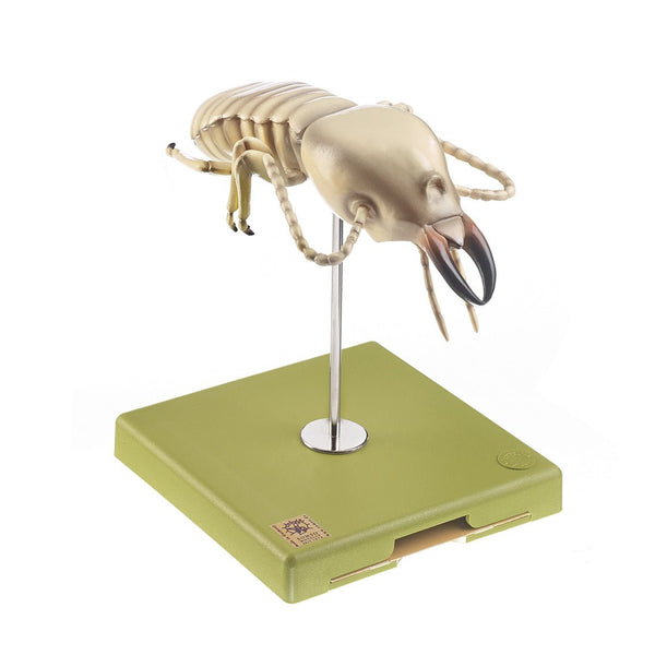 SOMSO Termite Model – GTSimulators.com