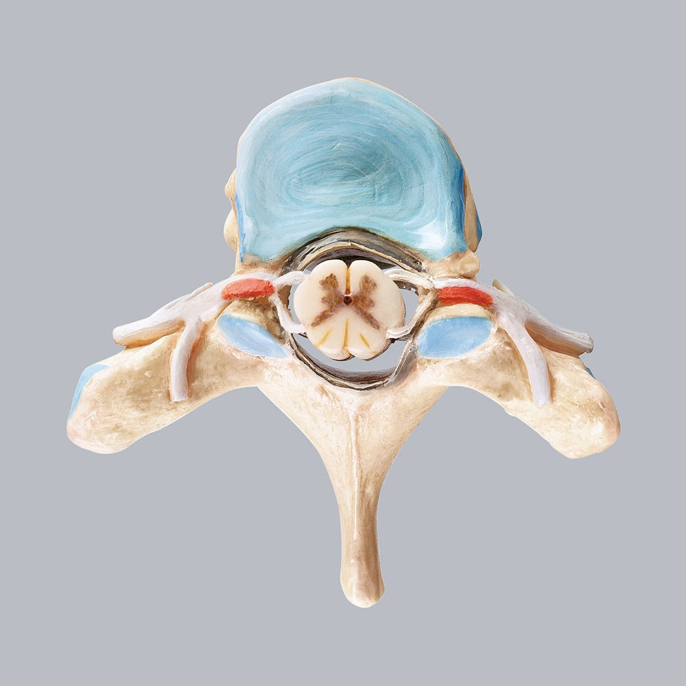 SOMSO Thoracic Vertebra T-2 with Spinal Cord – GTSimulators.com
