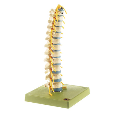 Vertebral Column Models | Somso Vertebral Column Models – Tagged ...