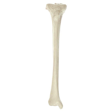 Individual Bone Models | Human Anatomy Models – Tagged "SOMSO ...