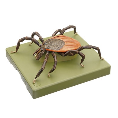 SOMSO Zoology Models and Zoology Teaching Aids Models – Tagged "Somso ...