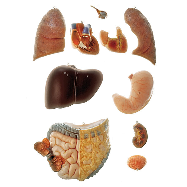SOMSO Torso of Young Man with Head - 13 parts – GTSimulators.com