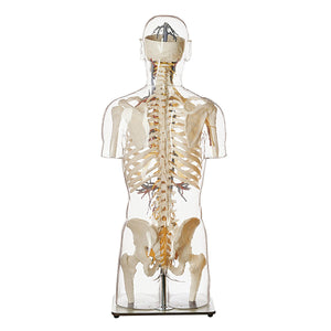 Somso Muscular Figures and Torso Models – Tagged "Torso Models ...