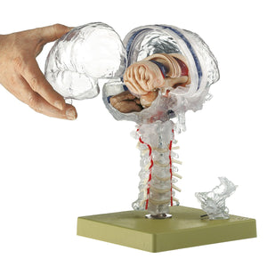 Somso Nervous System Models – Tagged "Brain Models" – GTSimulators.com