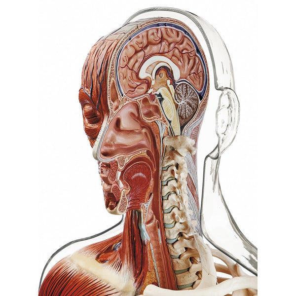 SOMSO Transparent Muscle Torso Model with Head – GTSimulators.com