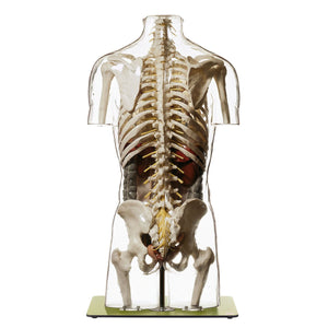 Somso Muscular Figures and Torso Models – Tagged "Torso Models ...