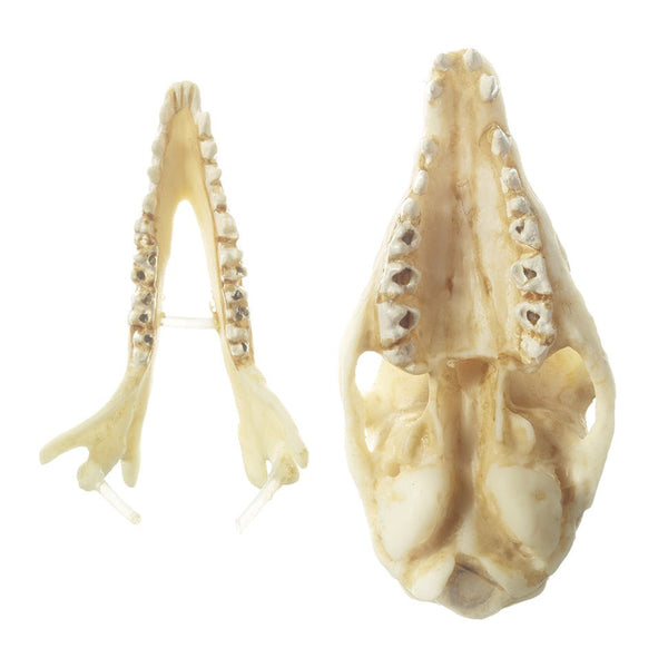 SOMSO Tupaia-Skull Model (male) – GTSimulators.com