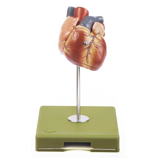SOMSO Two-Part Heart Model – GTSimulators.com
