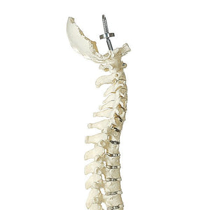 Somso Spine Models | Somso Vertebral Column Models – Tagged "Vertebral ...