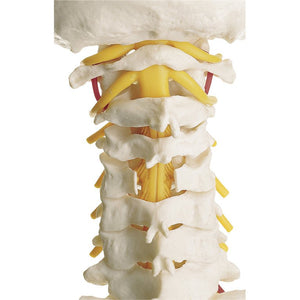 Somso Spine Models | Somso Vertebral Column Models – Tagged "Anatomy ...