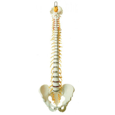 Flexible Spine Models | Life-Size Spine Models – Tagged "Vertebral ...