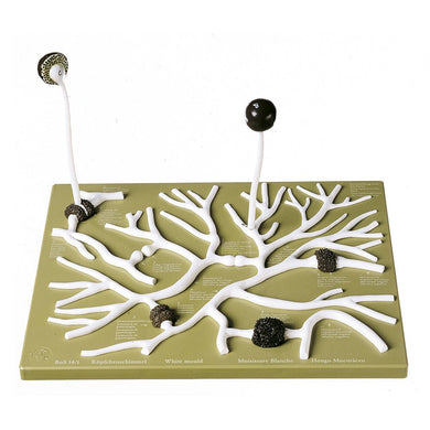 Botanical Models | Botany Education Models – Tagged "Botany Somso ...