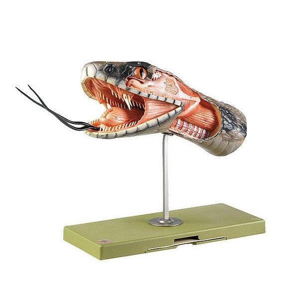 Snake Mouth Anatomy