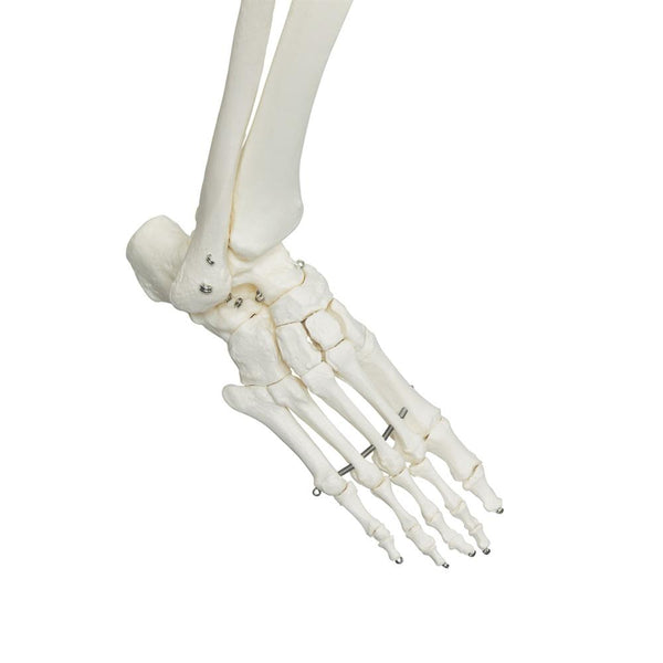Stan Skeleton Model On Pelvic Stand – GTSimulators.com