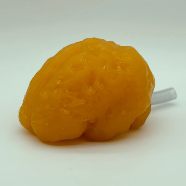 Standard Adult Brain Phantom for Ultrasound, MRI and CT applications ...