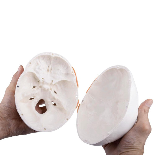 TMJ Skull with masticator muscles, 2 part – GTSimulators.com