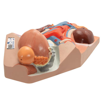 Anatomical Models for Students and Teachers – Tagged "Urinary System ...