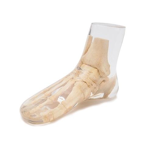 X-Ray Phantom Foot, Transparent – GTSimulators.com
