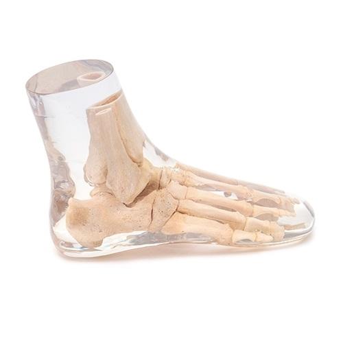 X-Ray Phantom Foot, Transparent – GTSimulators.com