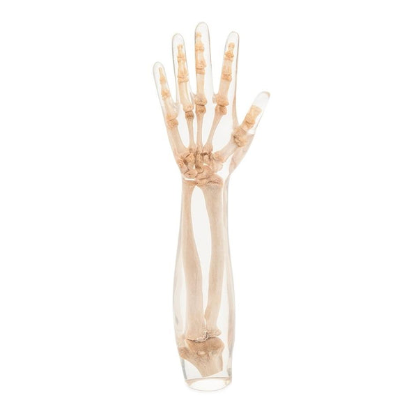X-Ray Phantom Lower Arm, Transparent – GTSimulators.com